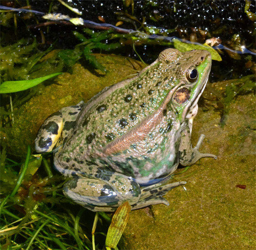 Endangered golden frog successfully increases in numbers | The DONG-A ILBO