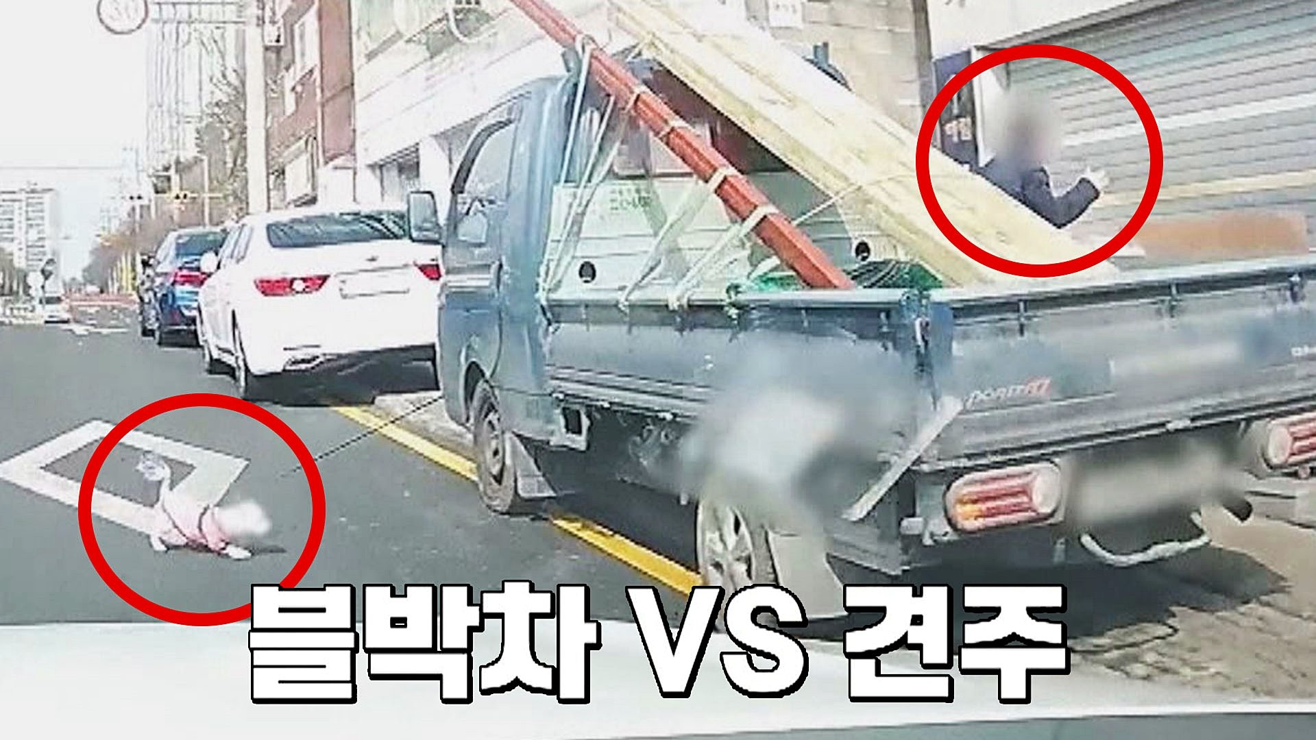 '강아지 방치' 견주 vs '전방 주시' 블박차 누가 더 잘못했을까? | JTBC 230119 방송 | 보다