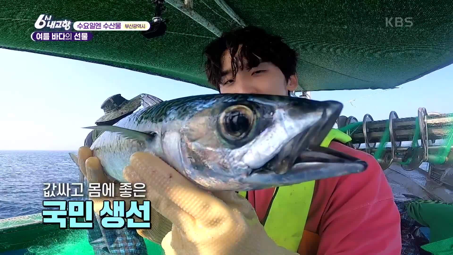 [수요일엔 수산물] 여름 바다의 선물 | KBS 230712 방송 | 보다