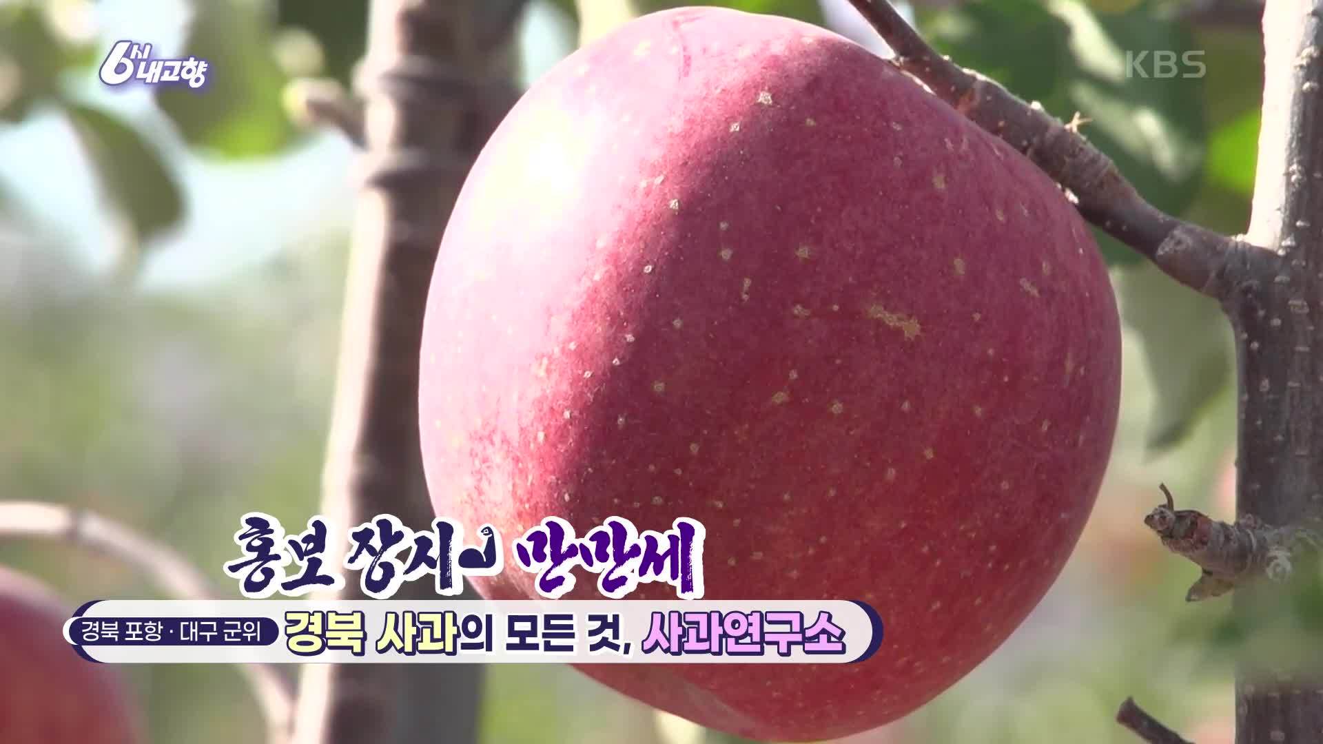 [홍보 장사 만만세] 경북 사과의 모든 것, 사과연구소 | KBS 231107 방송 | 보다