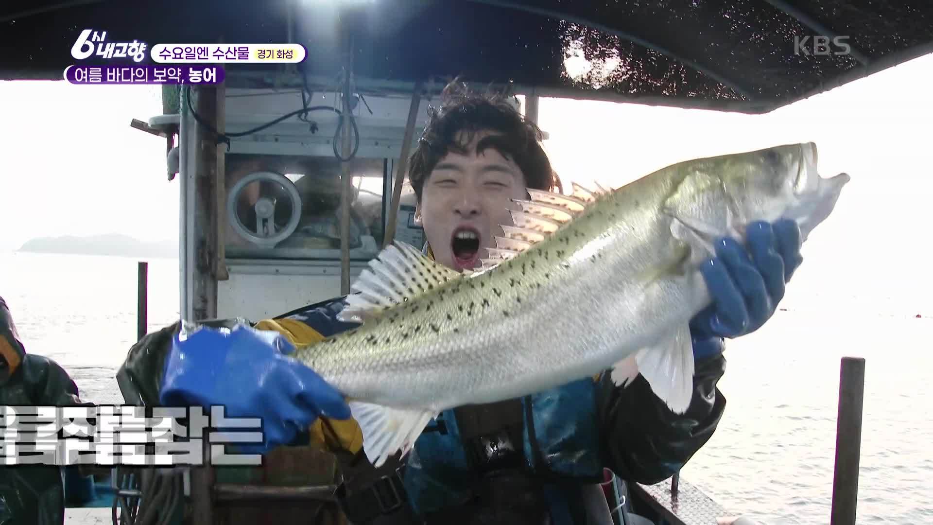 [수요일엔 수산물] 여름 바다의 보약, 농어 | KBS 240710 방송 | 보다