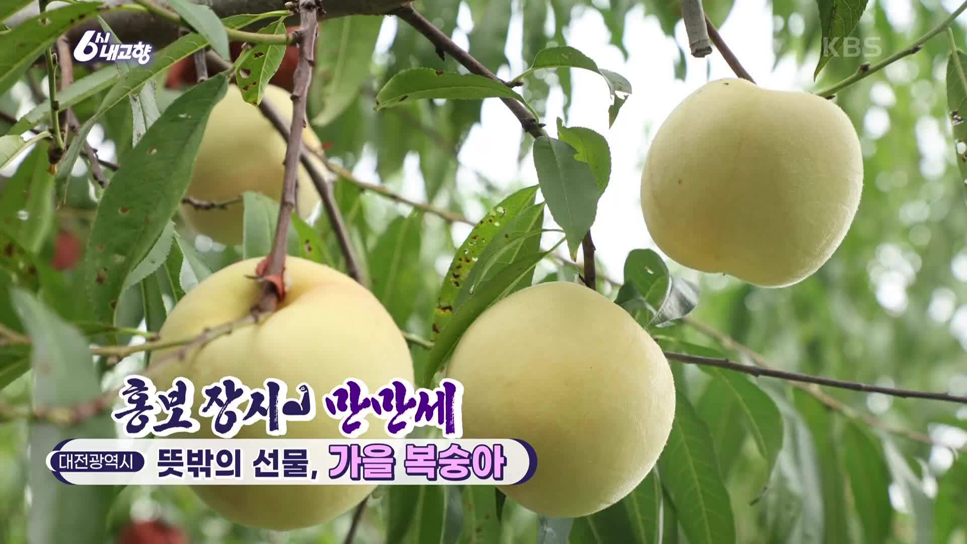 [홍보 장사 만만세] 뜻밖의 선물, 가을 복숭아 | KBS 241022 방송 | 보다