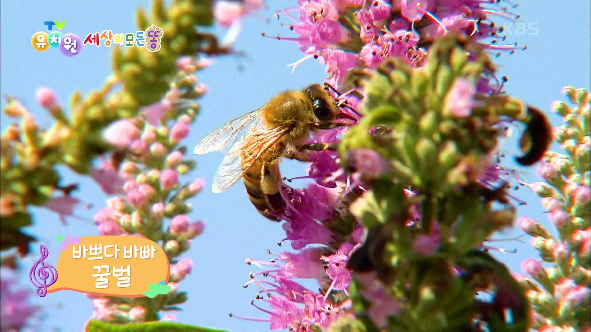[세상의 모든 똥] 바쁘다 바빠! 부지런한 꿀벌! | KBS 231011 방송 | 보다