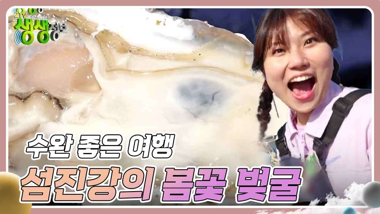 수완 좋은 여행 : 섬진강의 봄꽃 벚굴 | KBS 240320 방송 | 보다