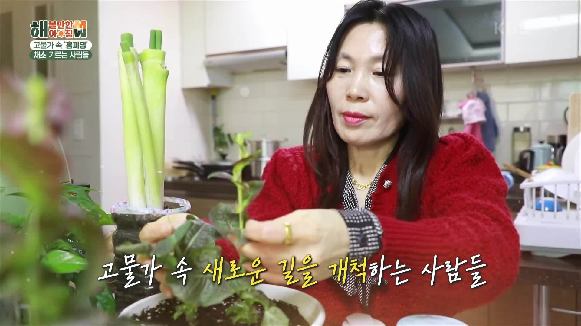 [현장실사단] 고물가 속 ‘홈파밍’ 채소 기르는 사람들 | KBS 231128 방송 | 보다