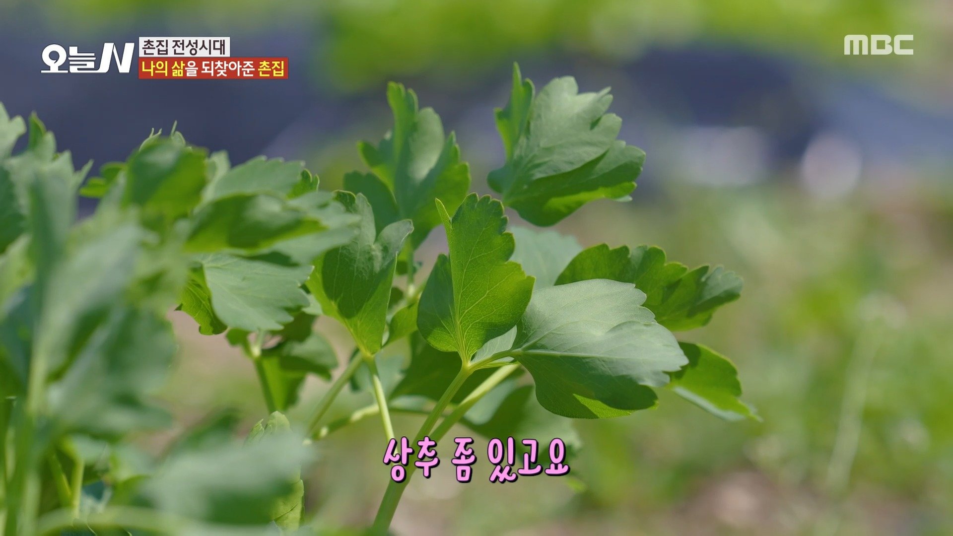 텃밭에 힐링 한 스푼 내 삶을 살게 해준 촌집, MBC 250512 방송 | 보다