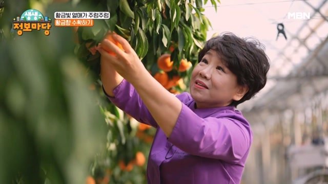 천차만별 만감을 탐방하다! 직접 수확까지 하는 선영씨?! MBN 230103 방송 : VODA