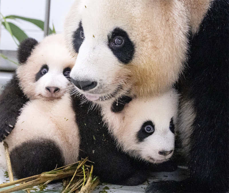 Everland releases photos of panda twins with their mother